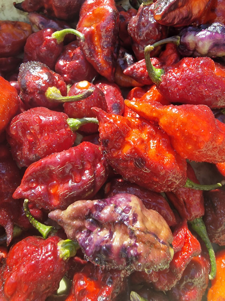 Fox Dark Naga Ruby Chilli Seeds - Fox Dark Naga Ruby Pepper Seeds - Red ...
