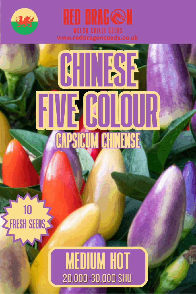 Chinese Five Colour Chilli Seeds - Chinense Five Colour Pepper Seeds ...