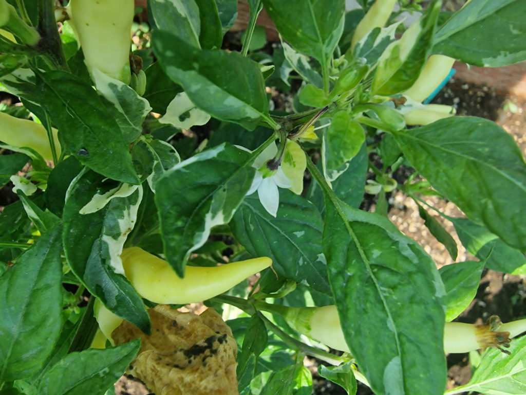 Variegated White Thai Chilli Seeds - Variegated White Thai Pepper Seeds ...