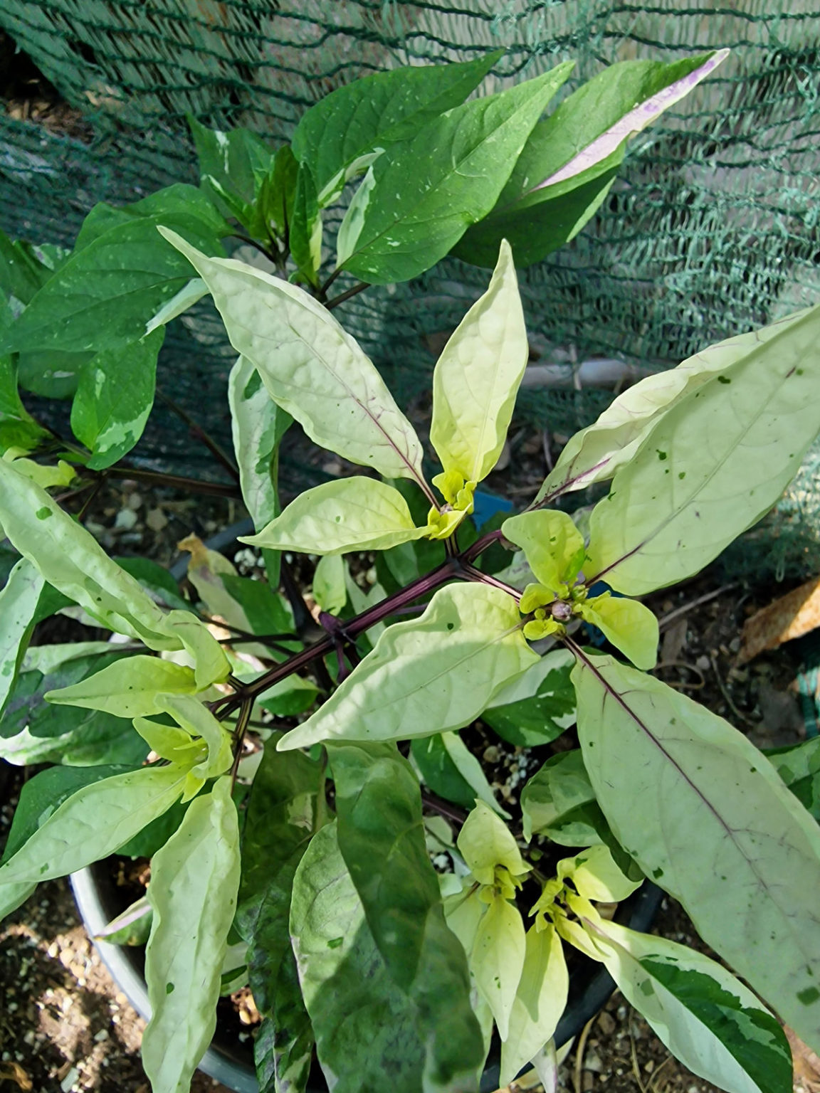 Cuban Candy Fish Pepper Chilli Seeds - Cuban Candy Fish Pepper Seeds ...