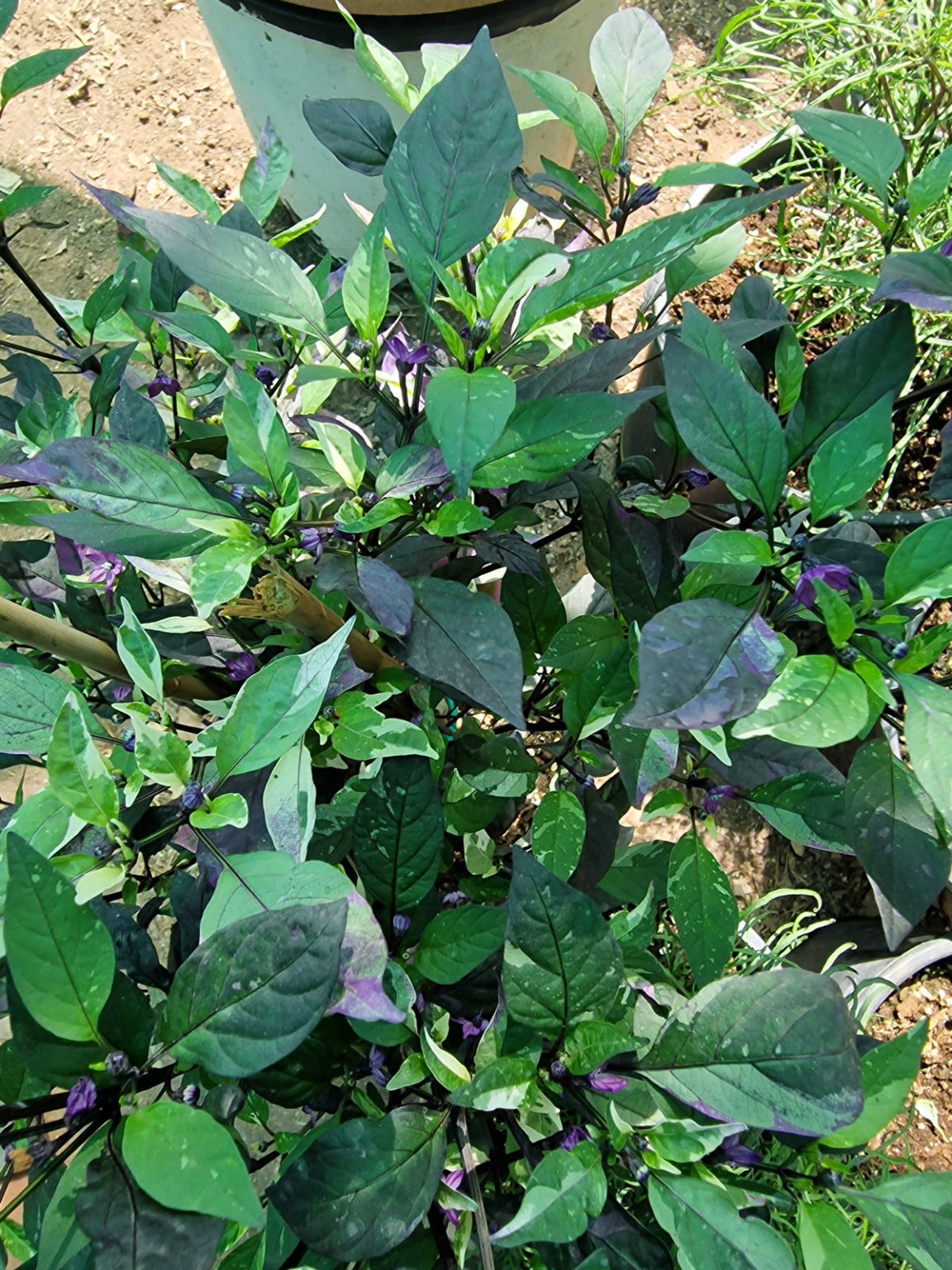 Cuban Candy Fish Pepper Chilli Seeds - Cuban Candy Fish Pepper Seeds ...