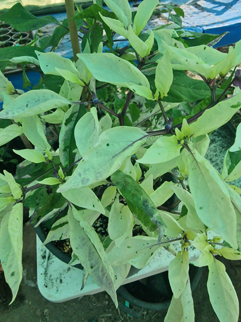 Cuban Candy Fish Pepper Chilli Seeds - Cuban Candy Fish Pepper Seeds ...