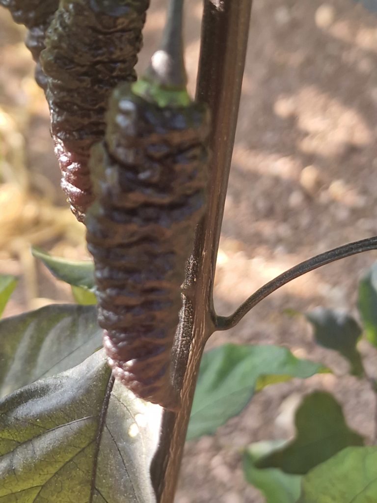 Naga Twister Black Chilli Seeds - Naga Twister Black Pepper Seeds - Red ...