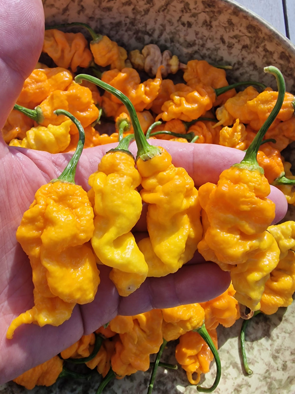 T-Rex Yellow Chilli Seeds - T-Rex Yellow Pepper Seeds - Red Dragon Seeds