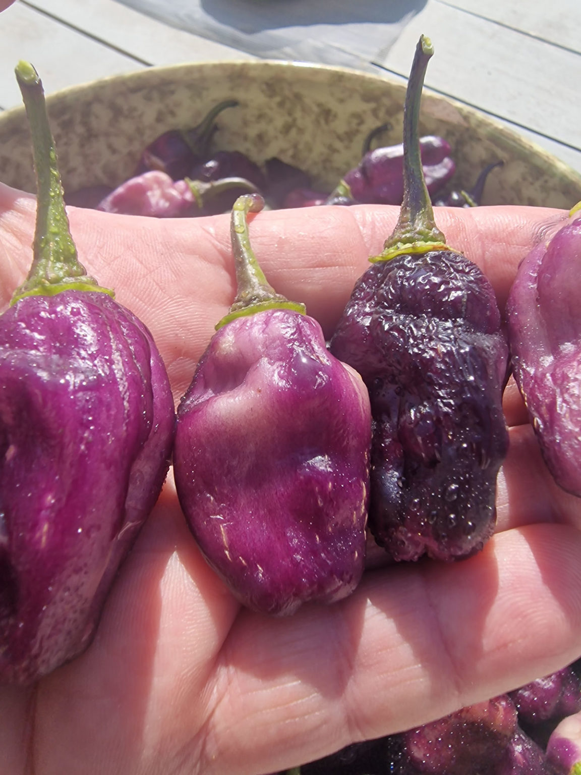 Pimenta Lisa Chilli Seeds - Pimenta Lisa Pepper Seeds - Red Dragon Seeds