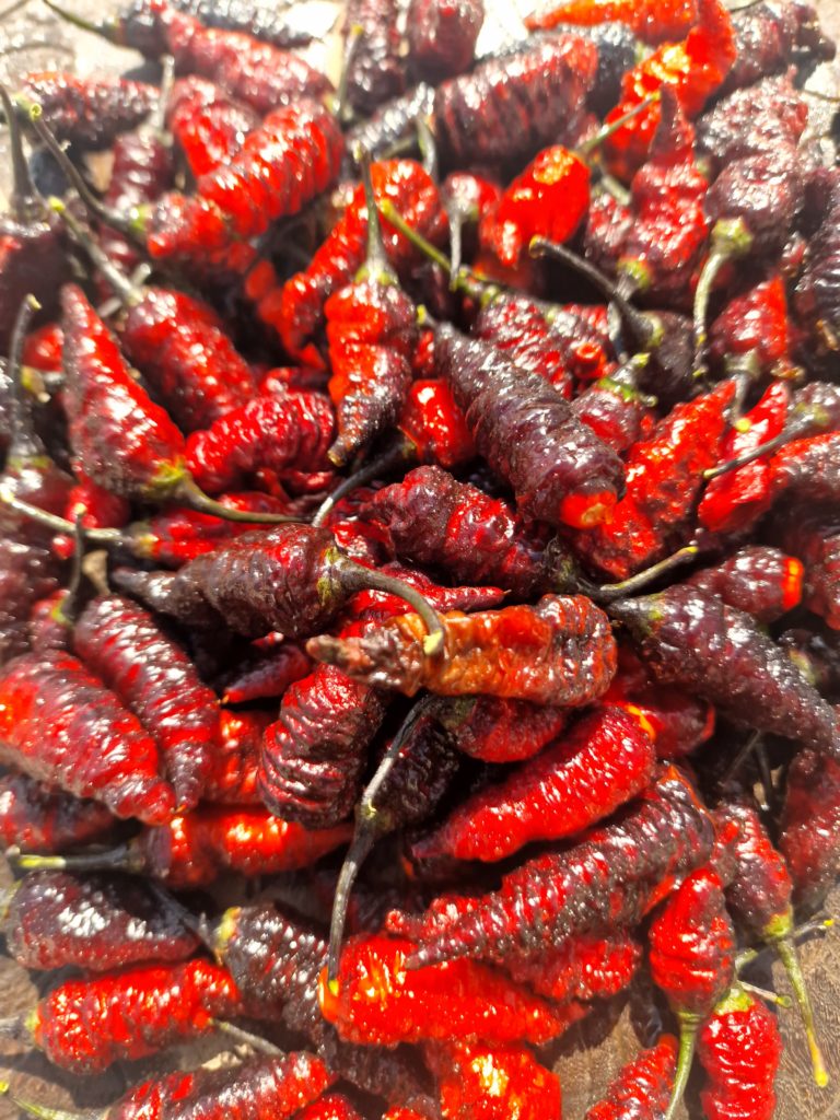 Naga Twister Black Chilli Seeds - Naga Twister Black Pepper Seeds - Red ...