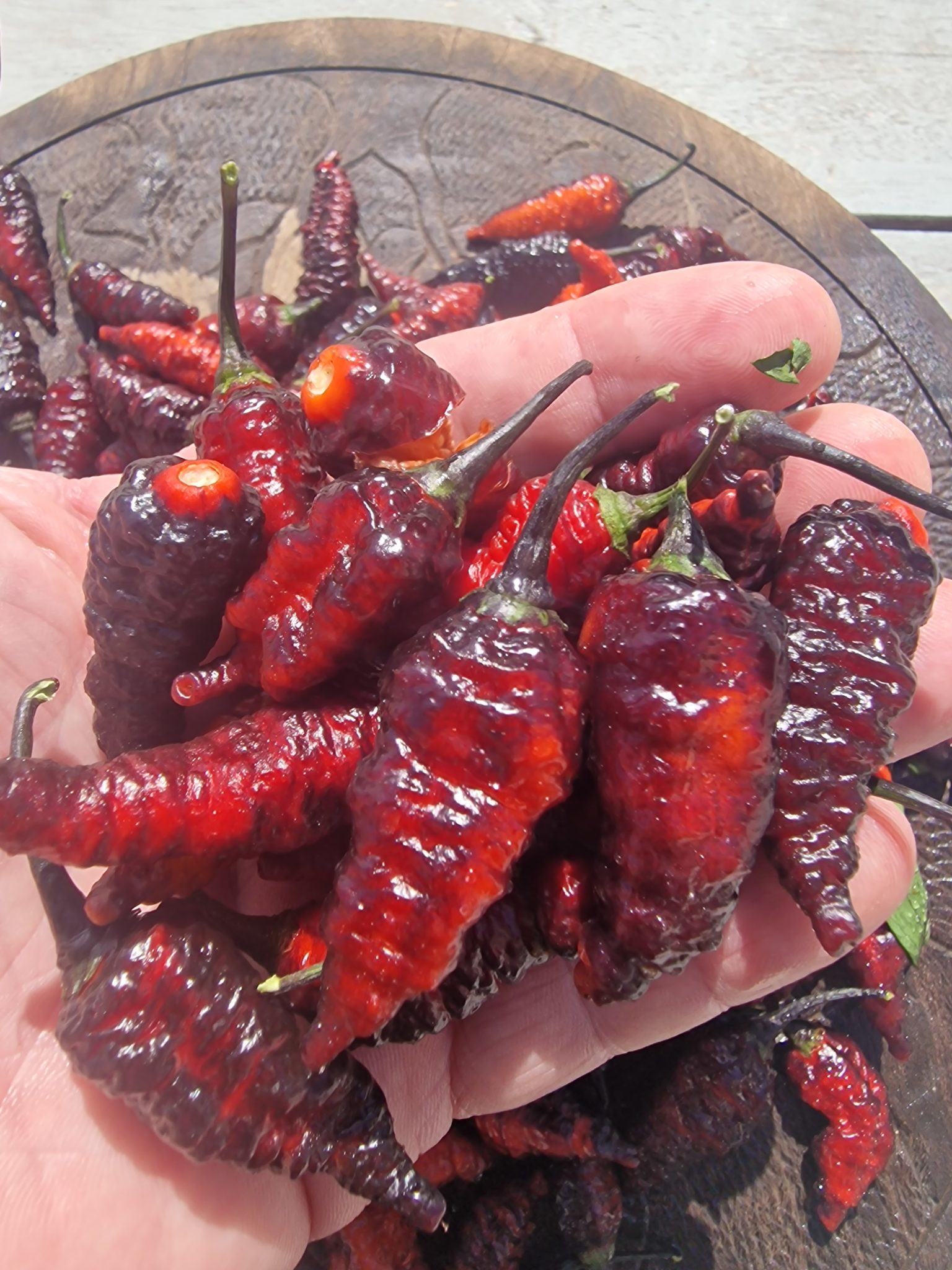 Naga Twister Black Chilli Seeds - Naga Twister Black Pepper Seeds - Red ...