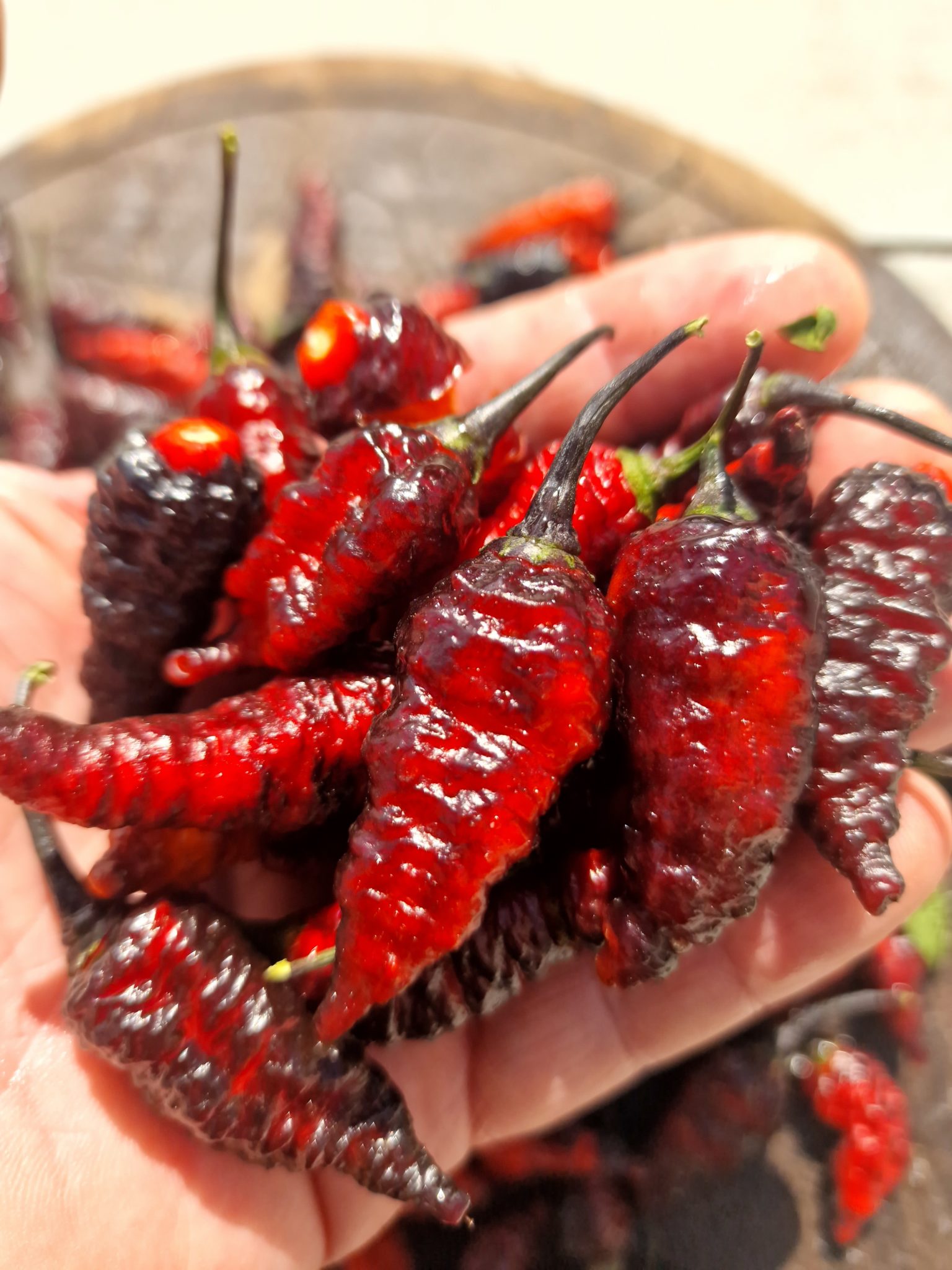 Naga Twister Black Chilli Seeds - Naga Twister Black Pepper Seeds - Red ...