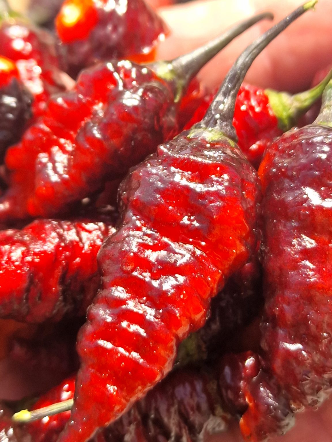 Naga Twister Black Chilli Seeds - Naga Twister Black Pepper Seeds - Red Dragon Seeds