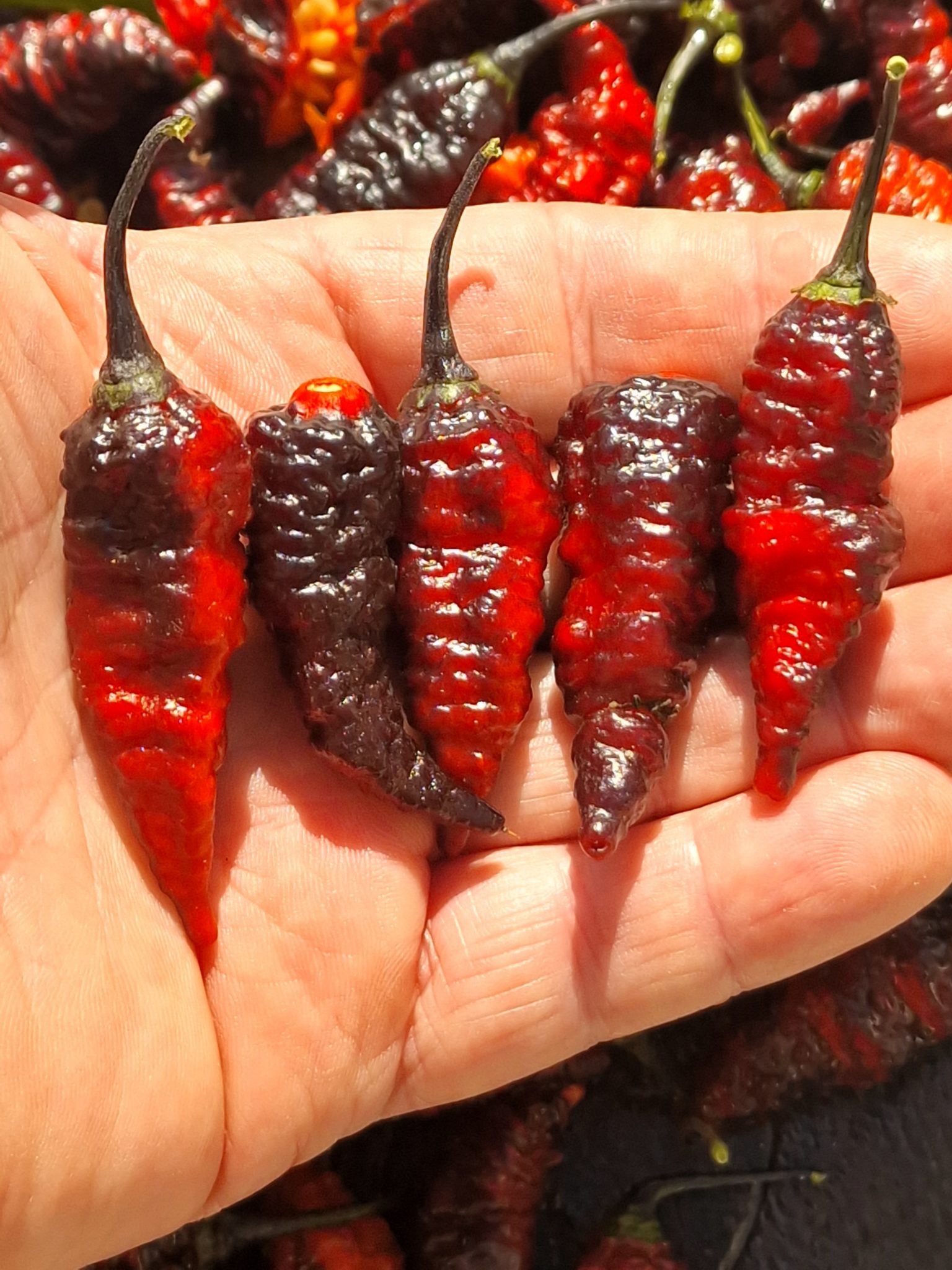 Naga Twister Black Chilli Seeds - Naga Twister Black Pepper Seeds - Red ...