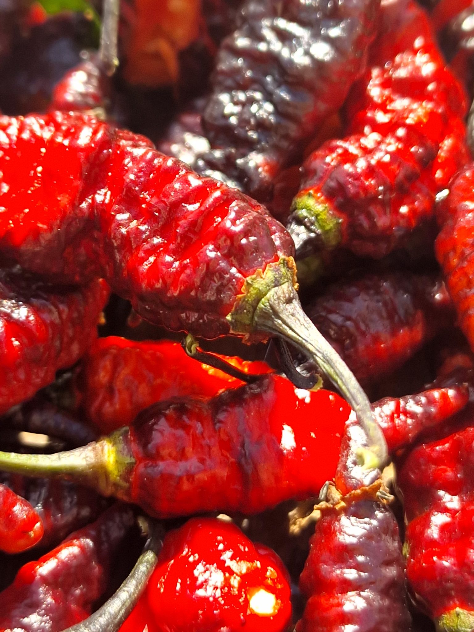 Naga Twister Black Chilli Seeds - Naga Twister Black Pepper Seeds - Red ...