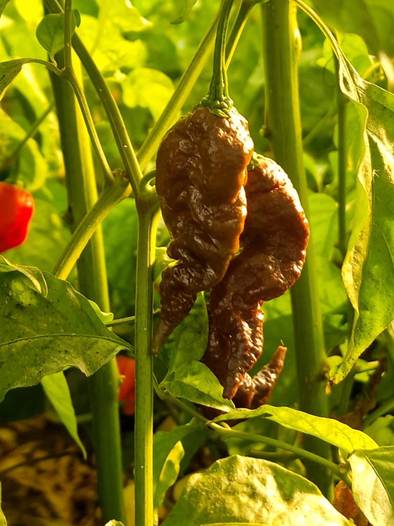 Chocolate Primotalii Chilli Seeds - Chocolate Primotalii Pepper Seeds ...