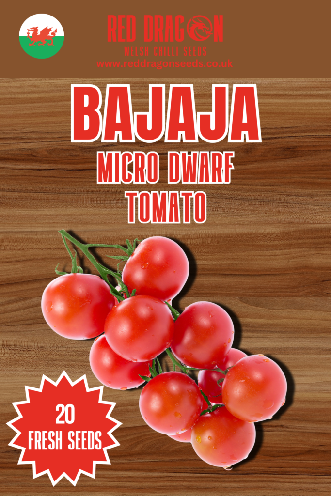 Bajaja Micro Dwarf Tomato Seeds - Bajaja Micro Dwarf Tomato Seeds - Red ...