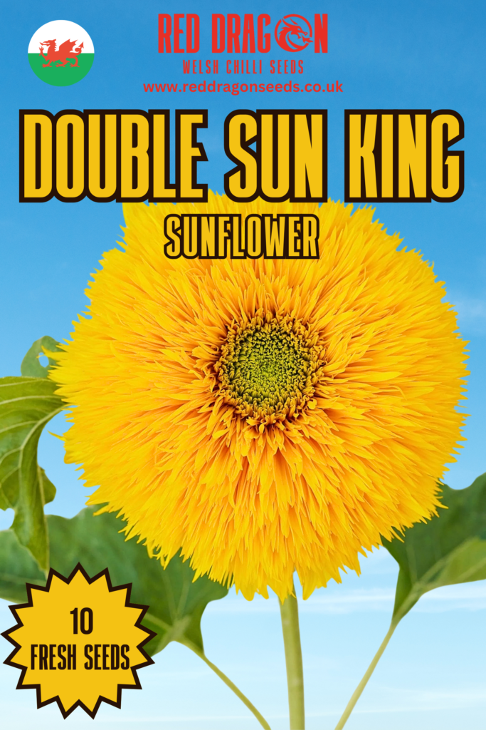 Double Sun King Sunflower Seeds - Double Sun King Sunflower Seeds - Red ...