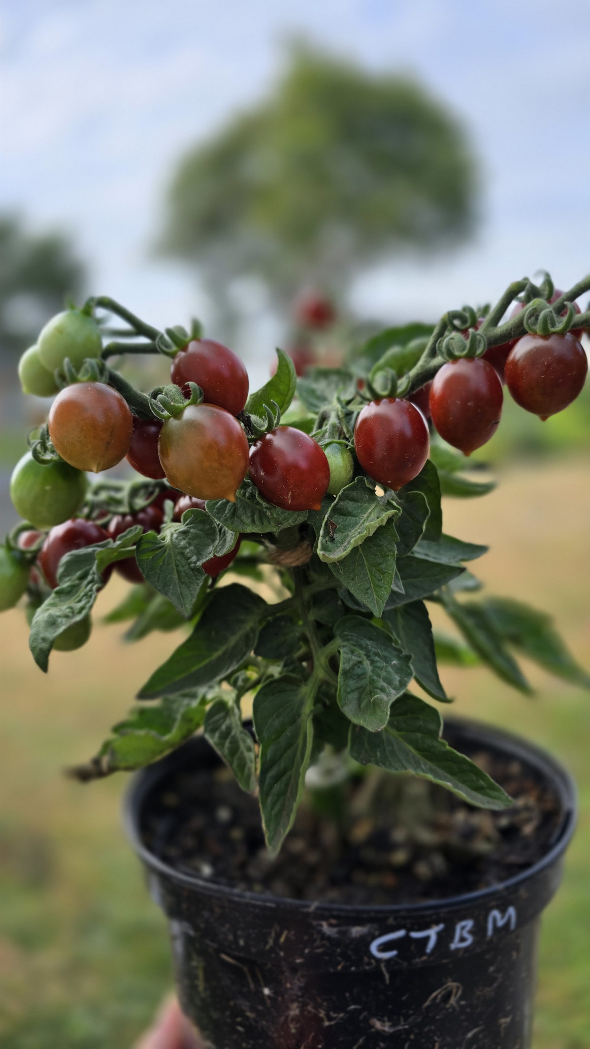 Chocolate Micro Dwarf Tomato Seeds - 10 Fresh Seeds - Red Dragon Seeds