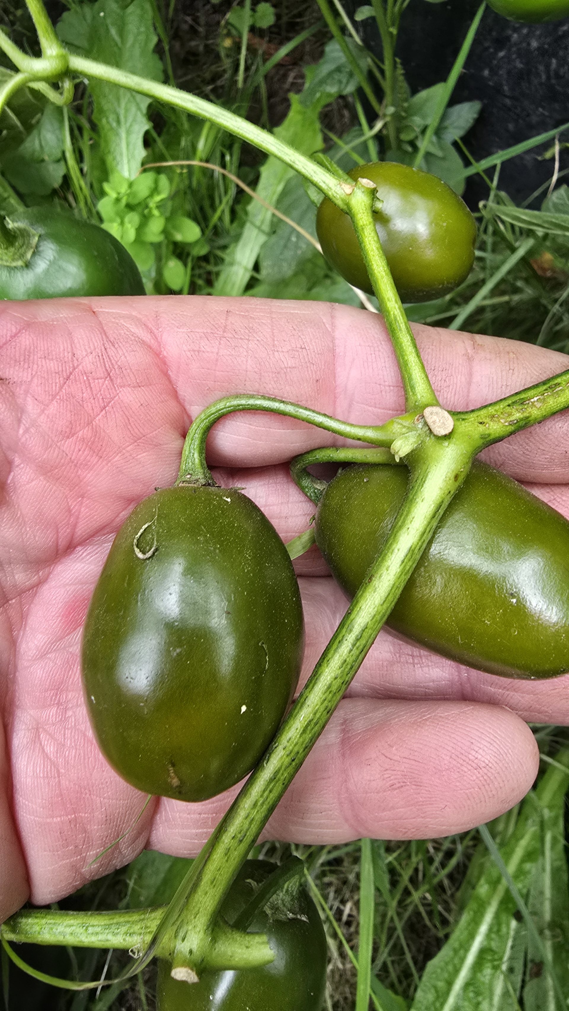 Mini Olive Rocoto Chilli Seeds - Mini Olive Rocoto Pepper Seeds - Red ...