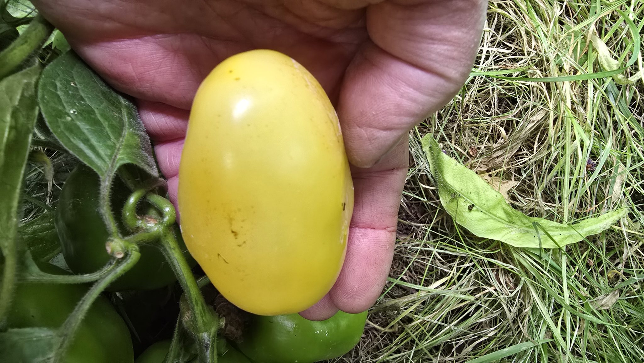 Rocoto White Chilli Seeds - Rocoto White Pepper Seeds - Red Dragon Seeds