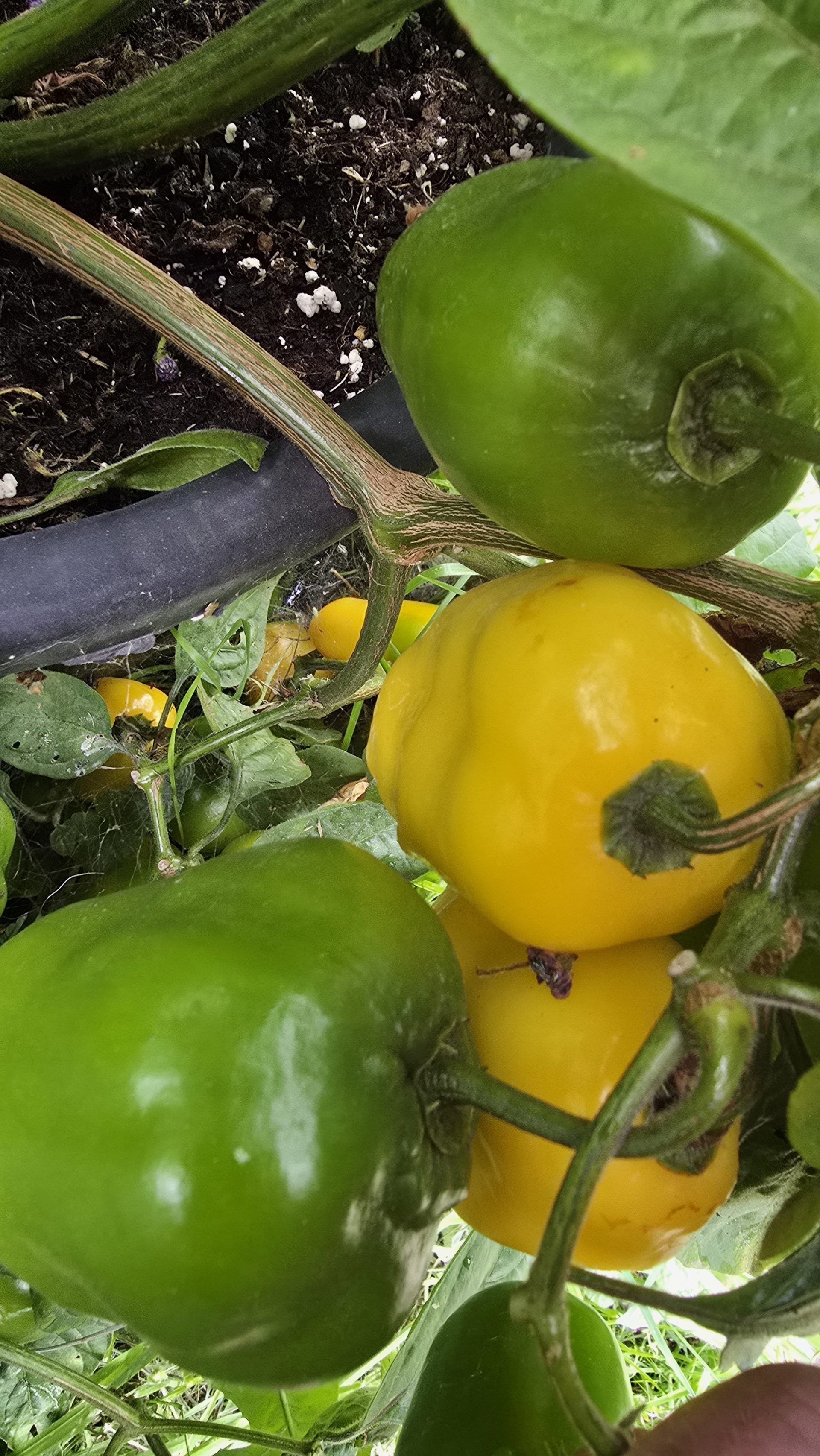 Rocoto White Chilli Seeds - Rocoto White Pepper Seeds - Red Dragon Seeds