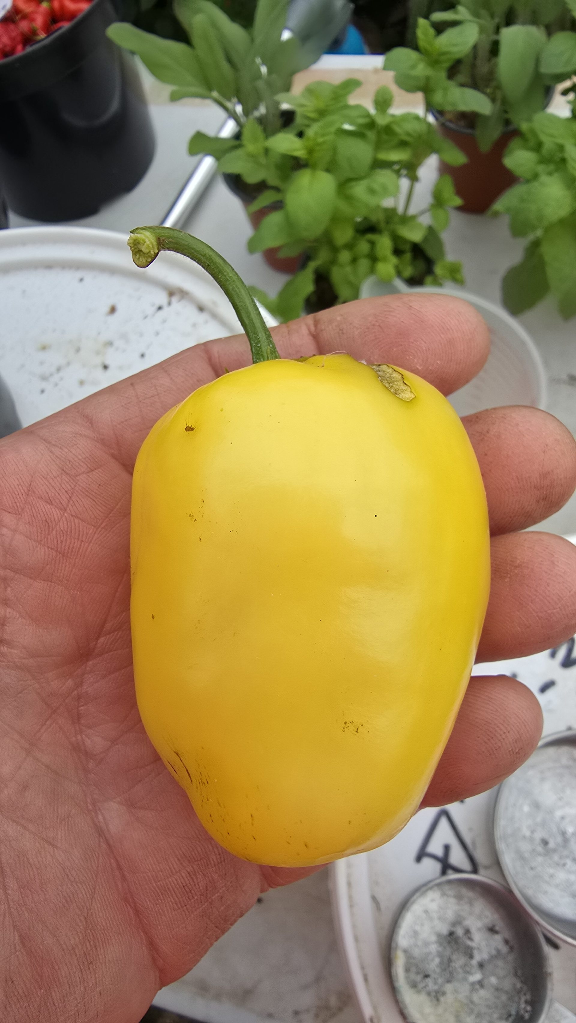 Rocoto White Chilli Seeds - Rocoto White Pepper Seeds - Red Dragon Seeds