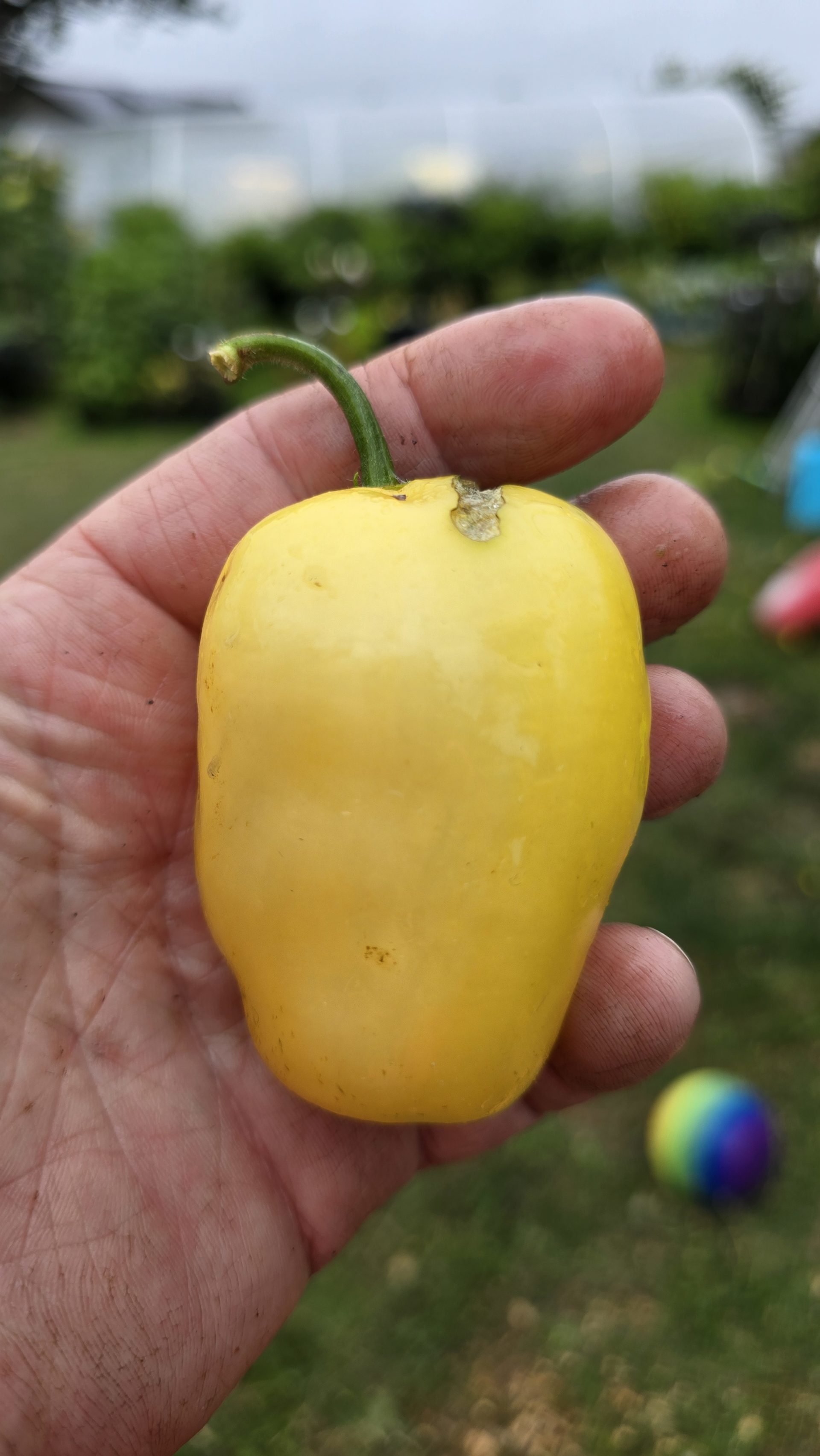 Rocoto White Chilli Seeds - Rocoto White Pepper Seeds - Red Dragon Seeds