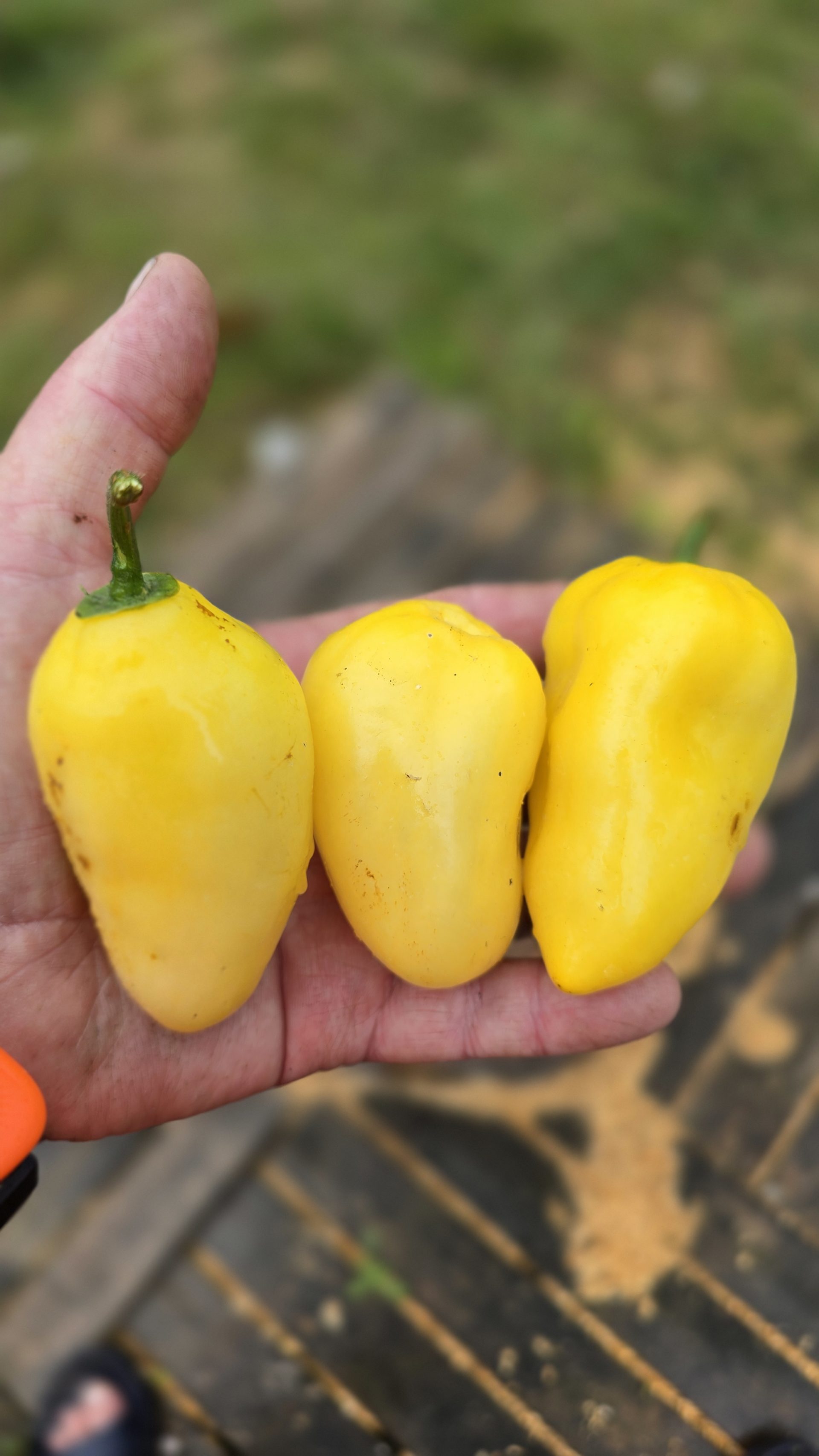 Rocoto White Chilli Seeds - Rocoto White Pepper Seeds - Red Dragon Seeds