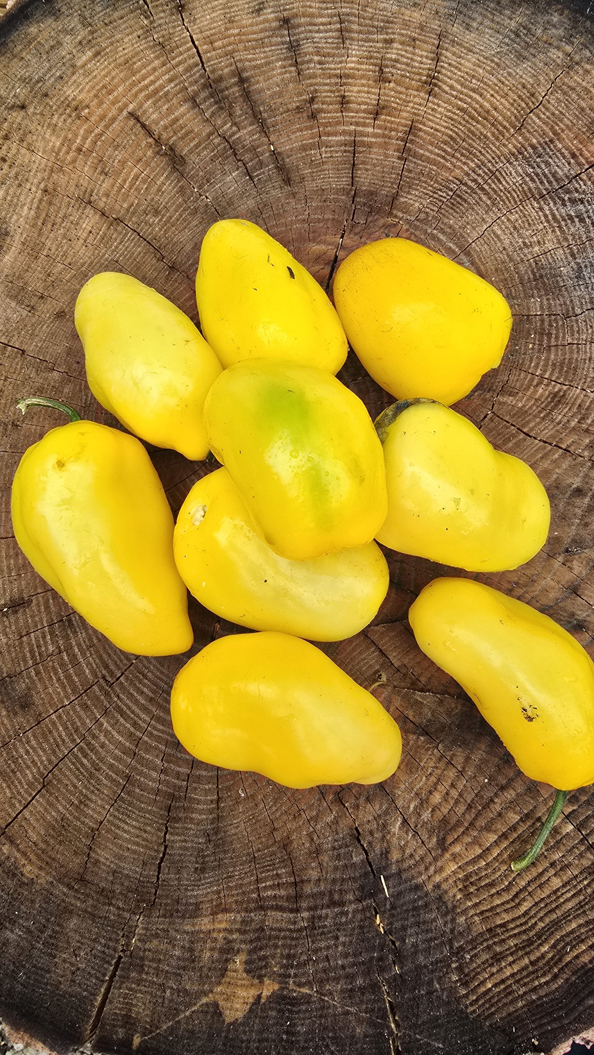 Rocoto White Chilli Seeds - Rocoto White Pepper Seeds - Red Dragon Seeds
