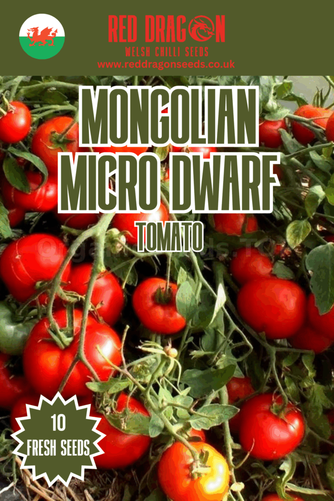 Mongolian Micro Dwarf Tomato Seeds - 10 Fresh Seeds - Red Dragon Seeds