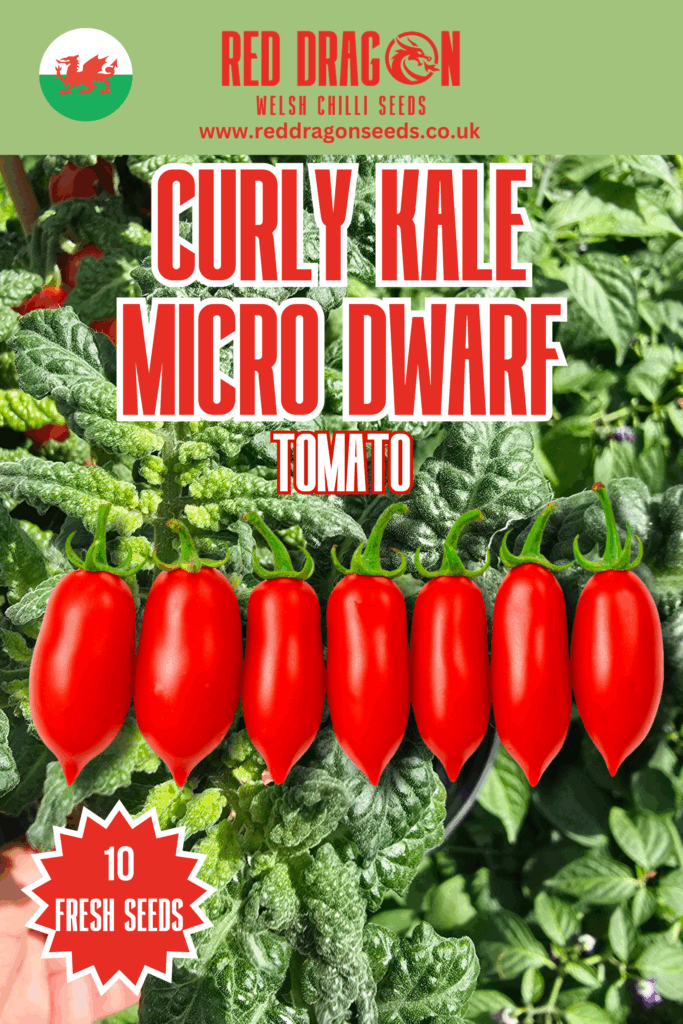 Curly Kale Micro Dwarf Tomato Seeds - 10 Fresh Seeds - Red Dragon Seeds