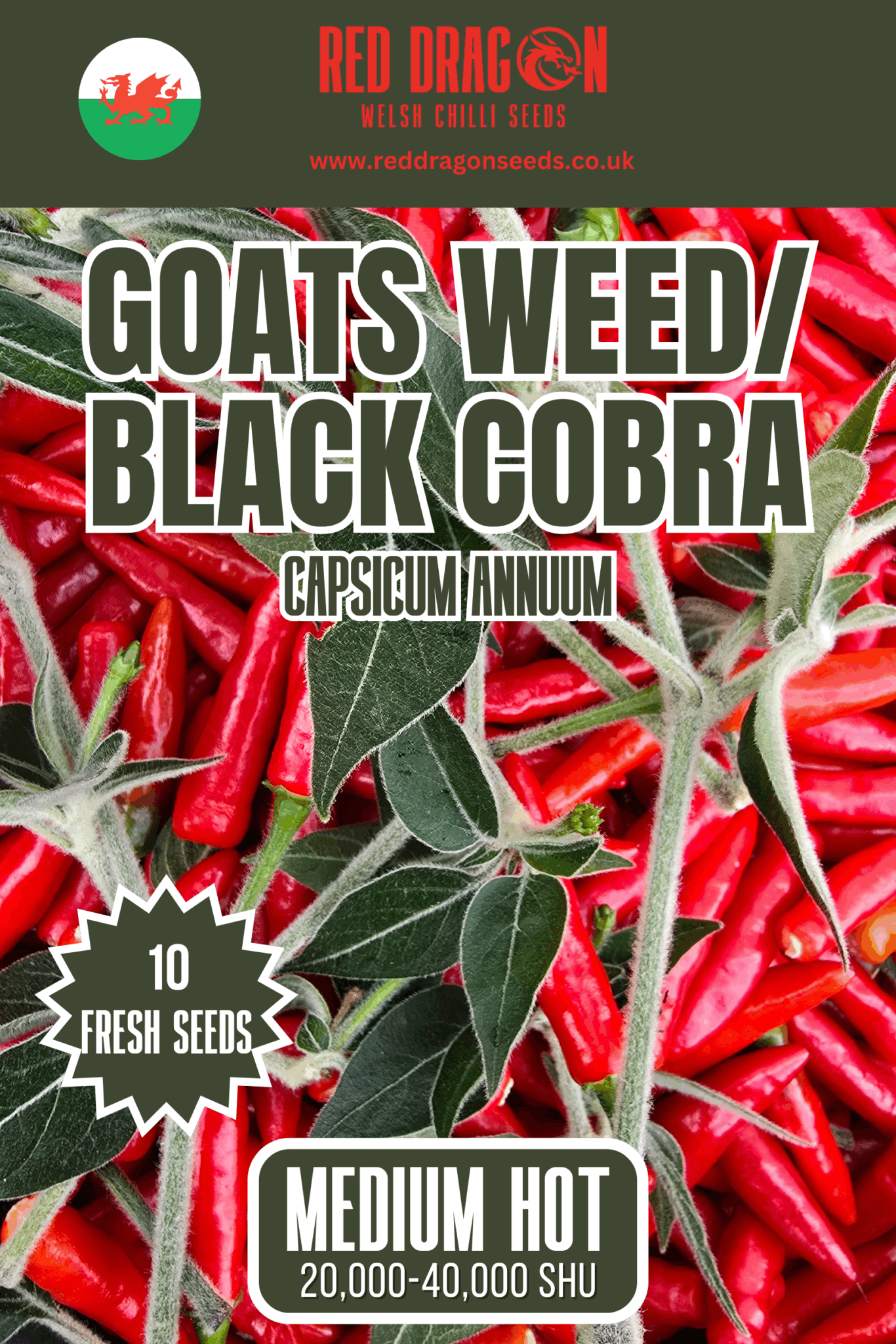 Goats Weed/Black Cobra Chilli Seeds - Goats Weed/Black Cobra Pepper ...