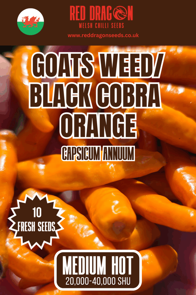 Goats Weed/Black Cobra Chilli Orange Seeds - Goats Weed/Black Cobra ...