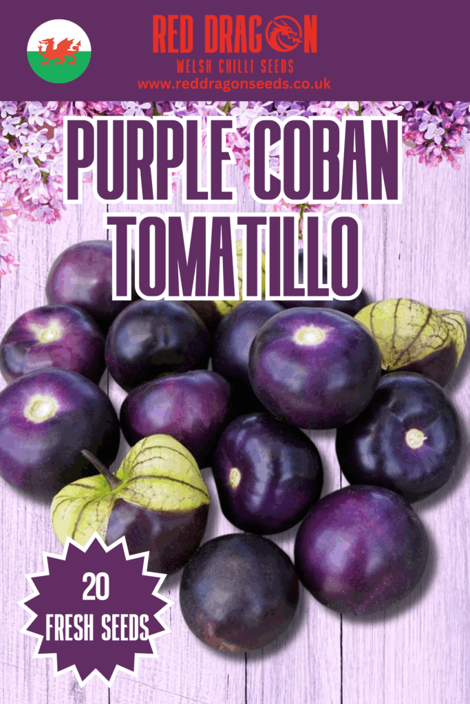 Purple Coban Tomatillo Seeds - 20 Fresh Seeds - Red Dragon Seeds