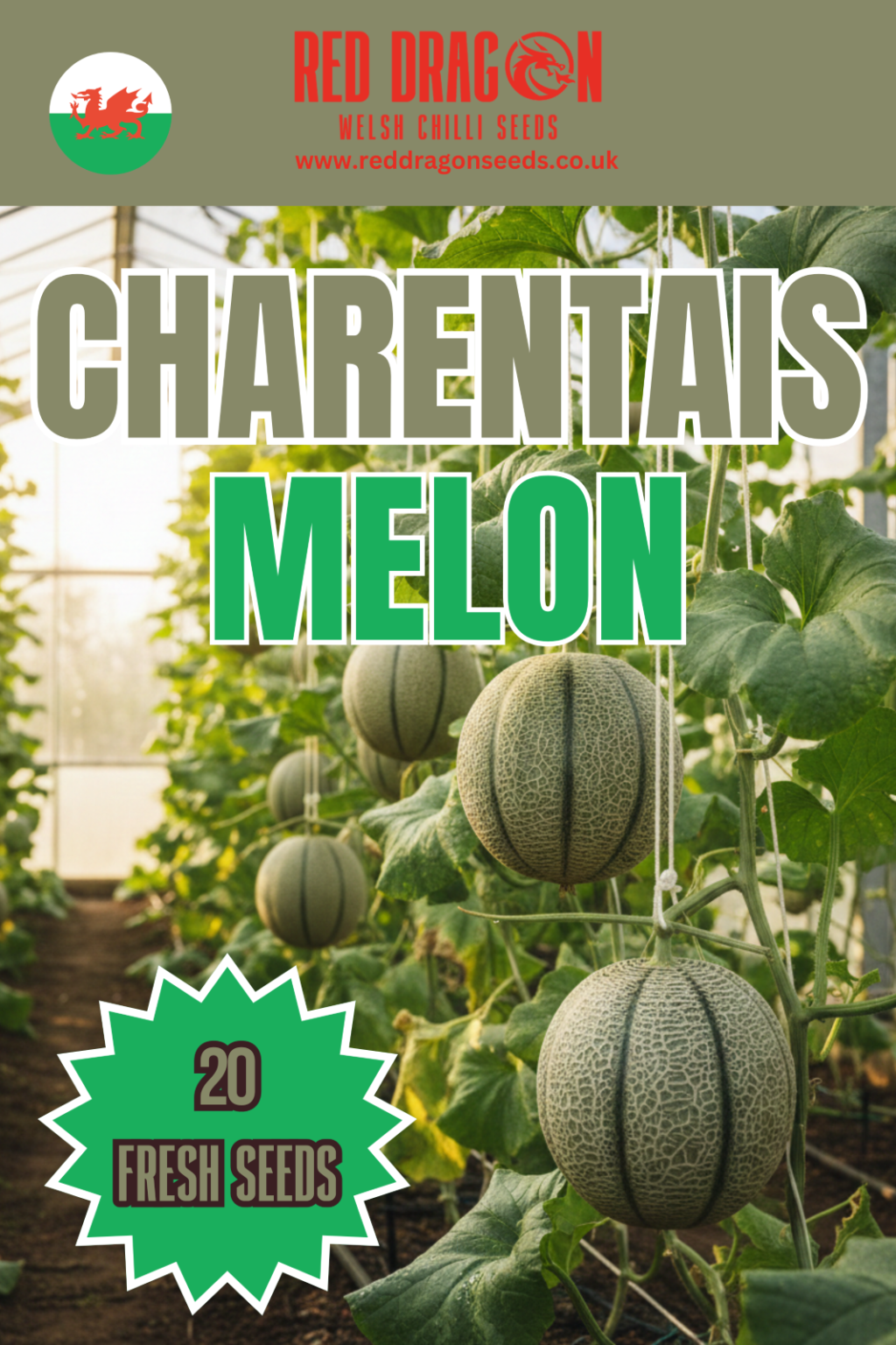 Charentais Melon Seeds – Classic French Gourmet Melon - Red Dragon Seeds