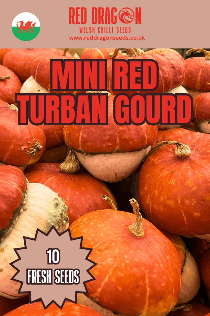 Mini Red Turban Gourd Seeds - Colourful ornamental gourds for d?cor and ...