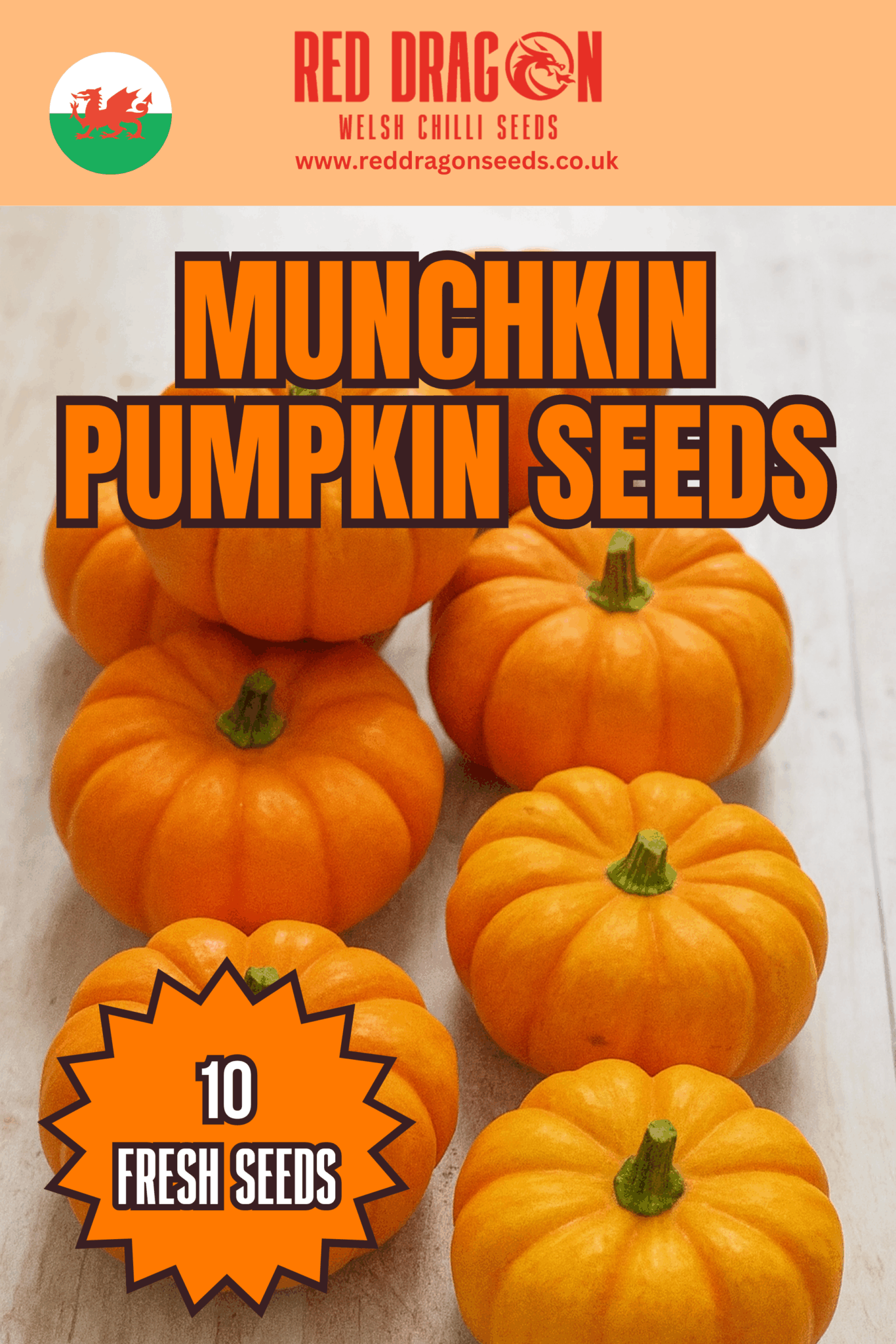 Munchkin Pumpkin Seeds - Mini orange pumpkins for d?cor, crafting and ...