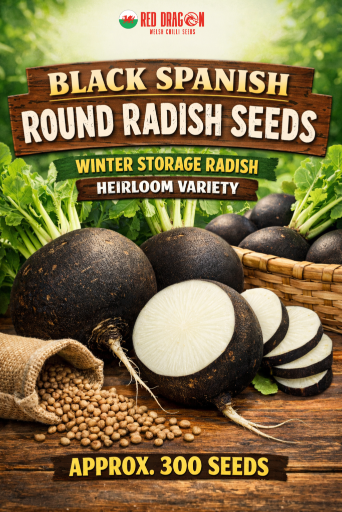 Black Spanish Round Radish Seeds - Heirloom winter radish with strong ...