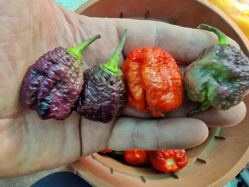 Purple Death Chilli Seeds - Purple Death Pepper Seeds - Red Dragon Seeds