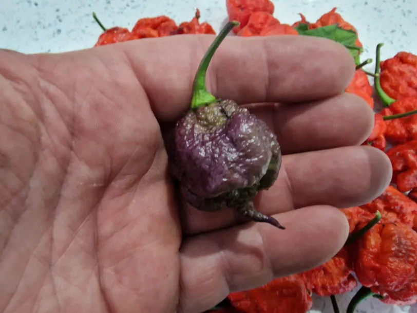 Purple Death Chilli Seeds - Purple Death Pepper Seeds - Red Dragon Seeds