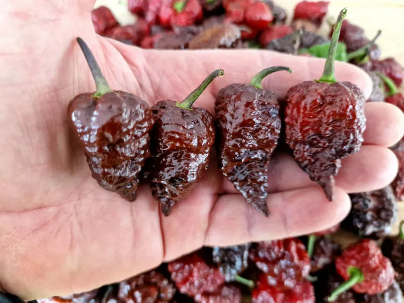 Testanera Chocolate Chilli Seeds - Testanera Chocolate Pepper Seeds ...