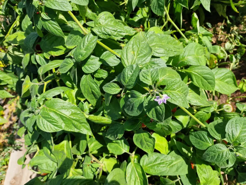 Rocoto Red Chilli Seeds - Rocoto Red Pepper Seeds - Red Dragon Seeds