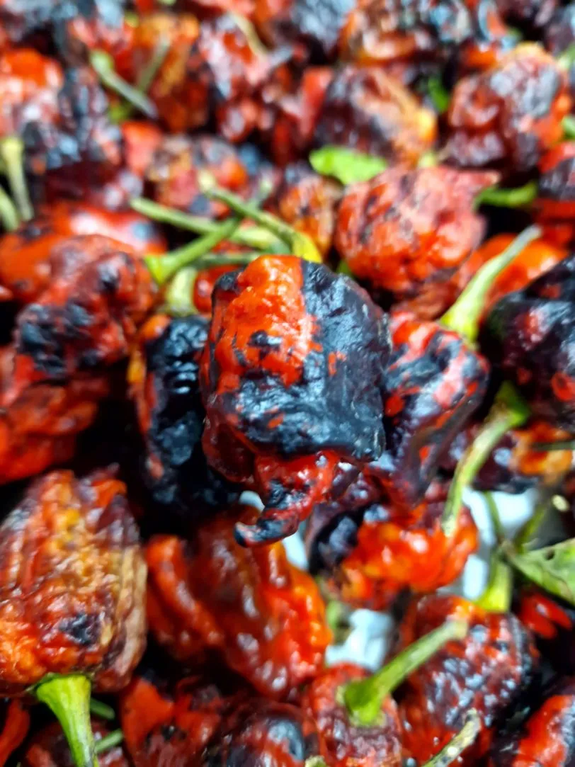 Purple Death Chilli Seeds - Purple Death Pepper Seeds - Red Dragon Seeds