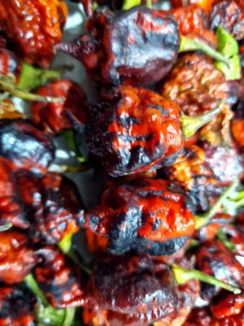 Purple Death Chilli Seeds - Purple Death Pepper Seeds - Red Dragon Seeds