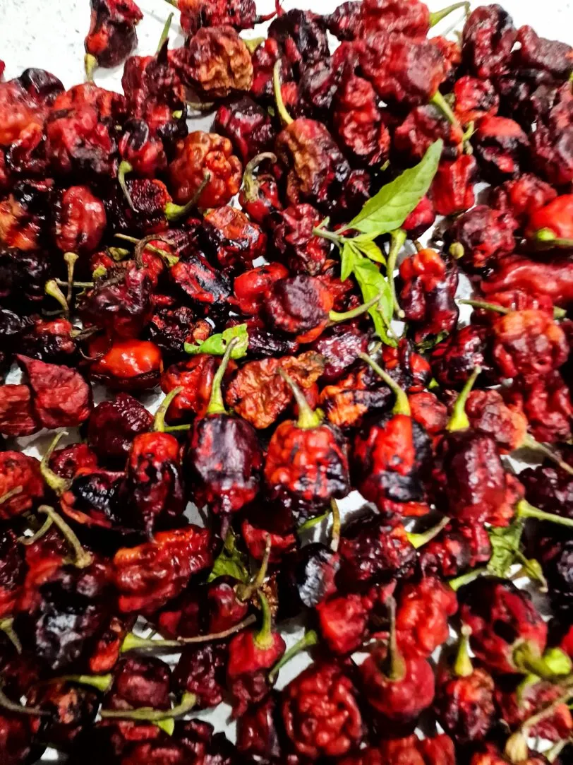 Purple Death Chilli Seeds - Purple Death Pepper Seeds - Red Dragon Seeds