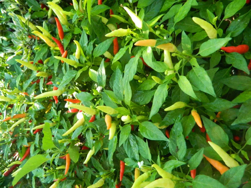 Basket Of Fire Chilli Seeds - Basket Of Fire Pepper Seeds - Red Dragon ...