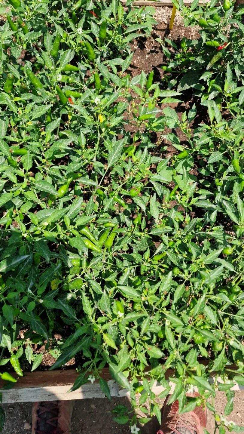 Apache F1 Chilli Seeds Chilli Seeds For Sale - Apache F1 Chilli Seeds ...