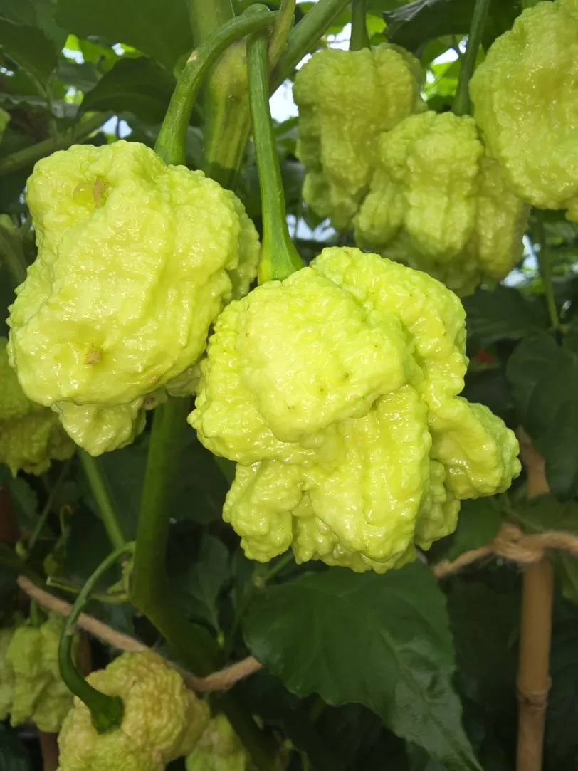 Kevin's Fried Chicken Chilli Seeds - Kevin's Fried Chicken Pepper Seeds ...