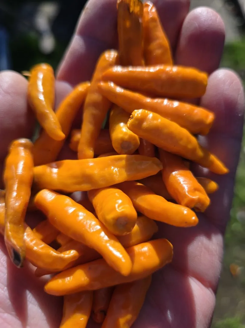 Goats Weed/Black Cobra Chilli Orange Seeds - Goats Weed/Black Cobra ...